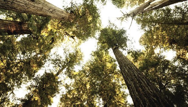 Accelerating growth | Analysis | Captive International